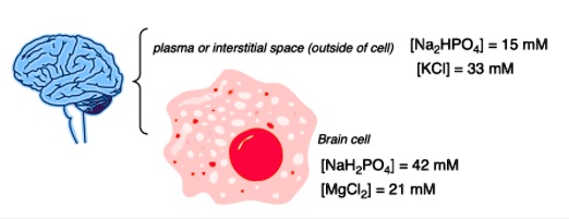 SOLVED: 1. Calculate the osmolarity (in mOsM) inside of the brain cell ...