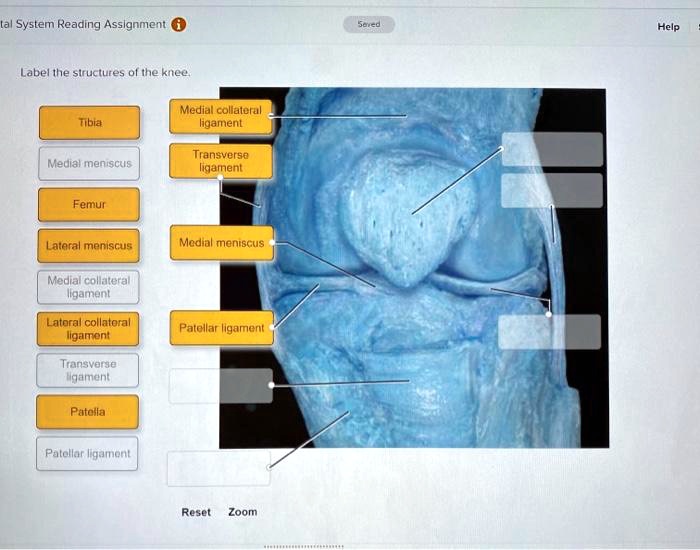 tal System Reading Assignment Label the structures of the knee. Tibia ...