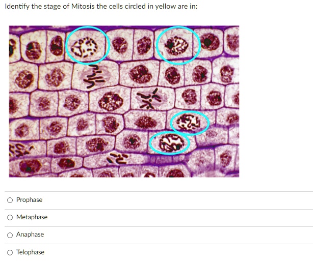 SOLVED: Text: Identify the stage of Mitosis. The cells circled in ...