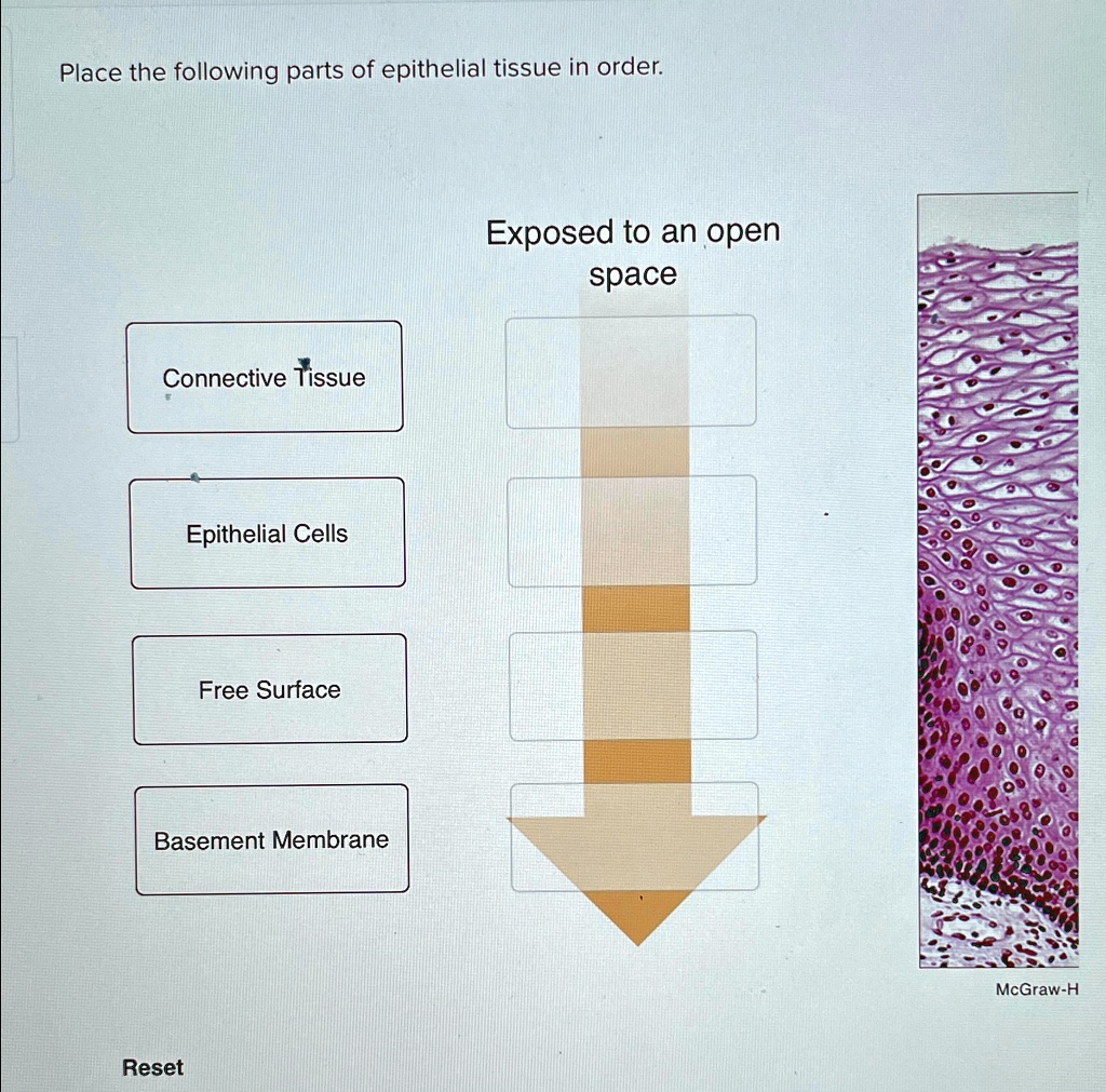 Place the following parts of epithelial tissue in order. Connective ...