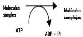 SOLVED: La Siguiente imagen corresponde a: * Metabolismo Catabolismo ...
