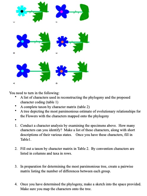 You need to turn in the following: * A list of characters used in reconstructing the phylogeny ...
