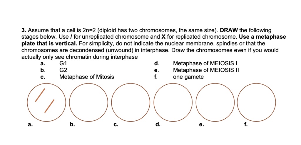 SOLVED: 3. Assume that a cell is 2n=2 (diploid has two chromosomes, the ...