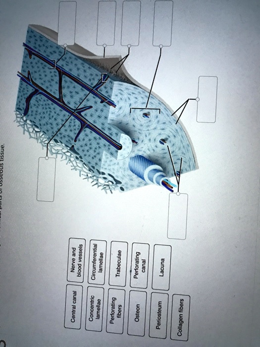 nerve and circumferential lamellae trabeculae perforating canal lacuna ...