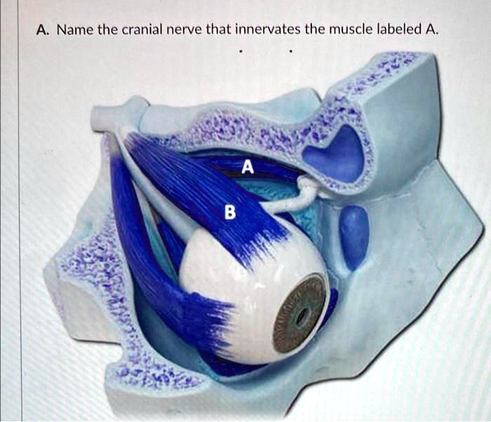 SOLVED: A?what cranial nerve innervates muscle labeled A A. Name the ... SOLVED: A?what cranial nerve innervates muscle labeled A A. Name the ...