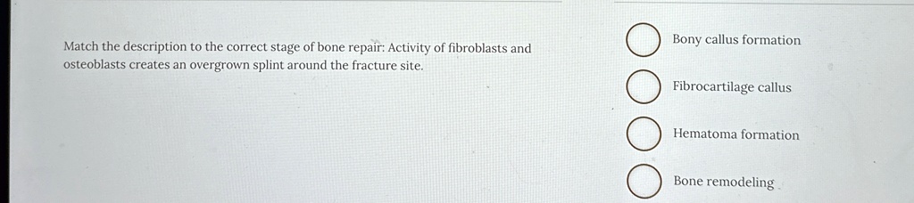 match the description to the correct stage of bone repair activity of ...