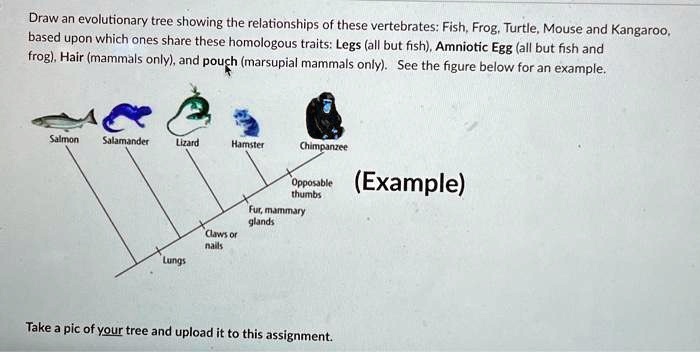 Draw an evolutionary tree showing the relationships of these ...