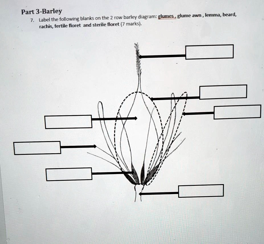 SOLVED: Part 3 - Barley Glume Awn Lemma; Beard, Label the following ...