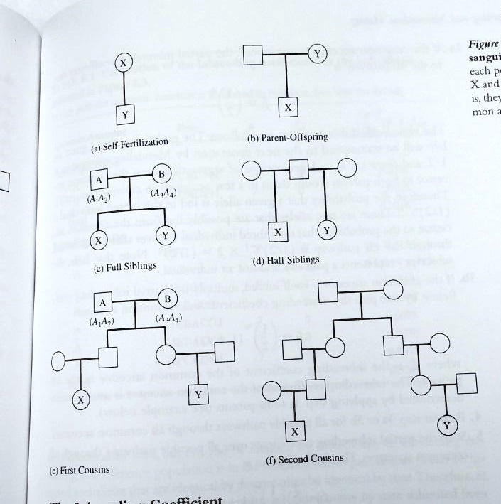 SOLVED:Figure sanguz each X and the MIOHI (b) Parent-Offspring Self ...