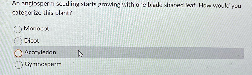 An angiosperm seedling starts growing with one blade shaped leaf. How ...