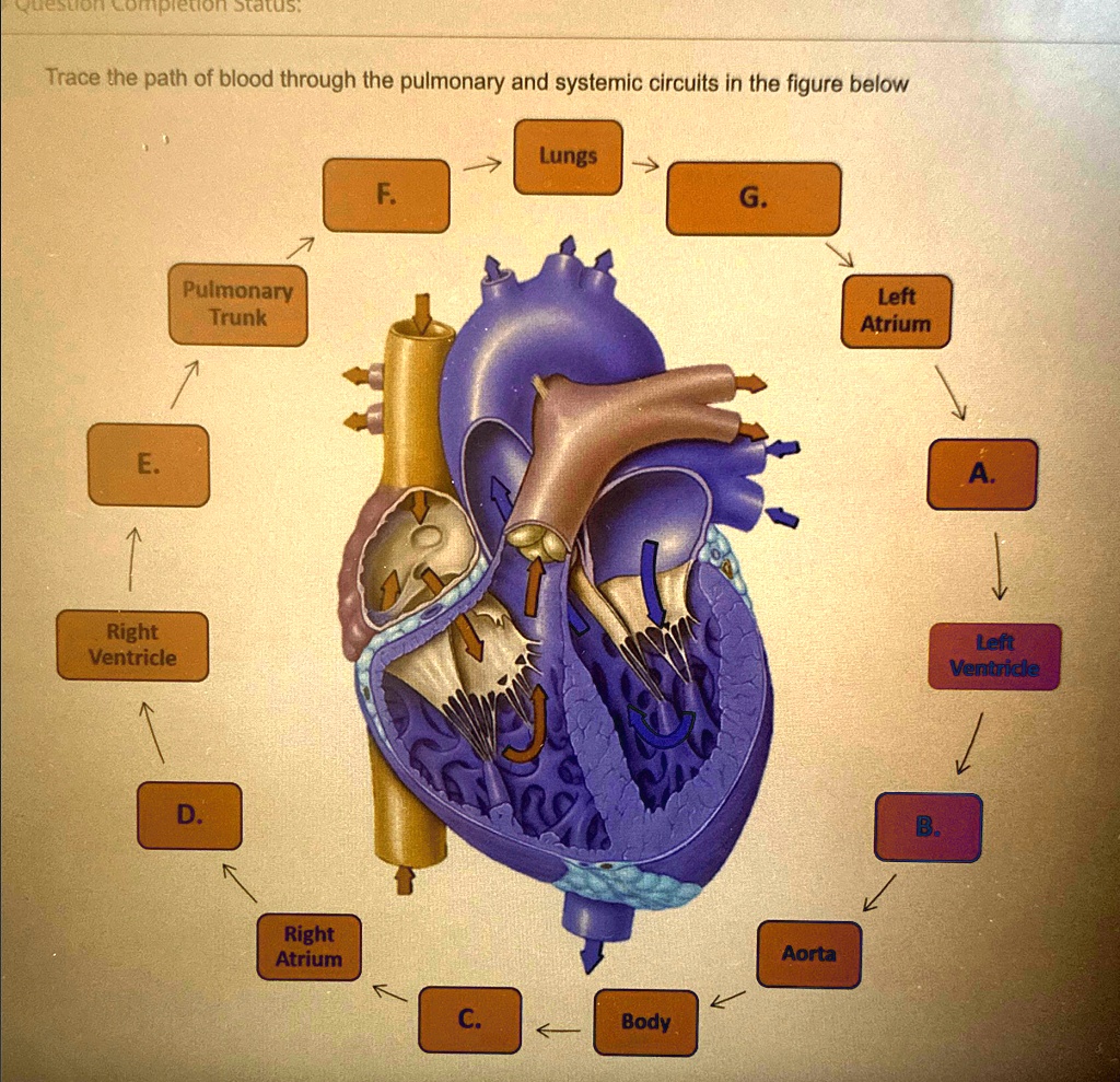 Status: Trace the path of blood through the pulmonary and systemic ...