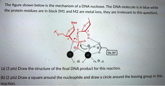 The figure shown below is the mechanism of a DNA nucl… - SolvedLib