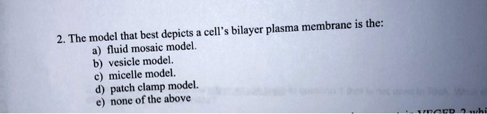 cells bilayer plasma membrane is the 2 the model that best depicts ...