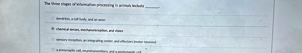 the three stages of information processing in animals include dendrites ...