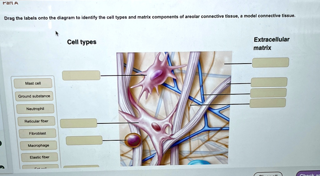 Part A Drag the labels onto the diagram to identify the cell types and ...