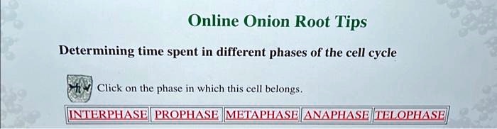 Texts: Online Onion Root Tips Determining time spent in different ...