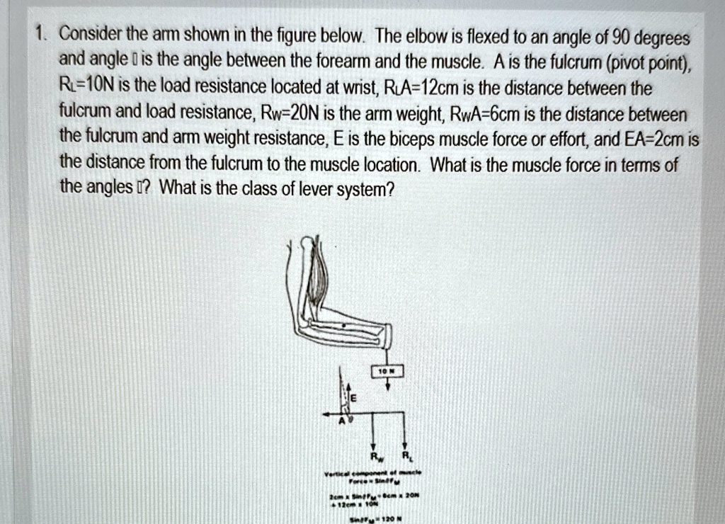 1 consider the arm shown in the figure below the elbow is flexed to an ...