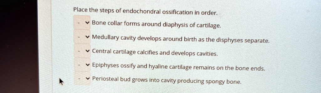 [GET ANSWER] Place the steps of endochondral ossification in order ...