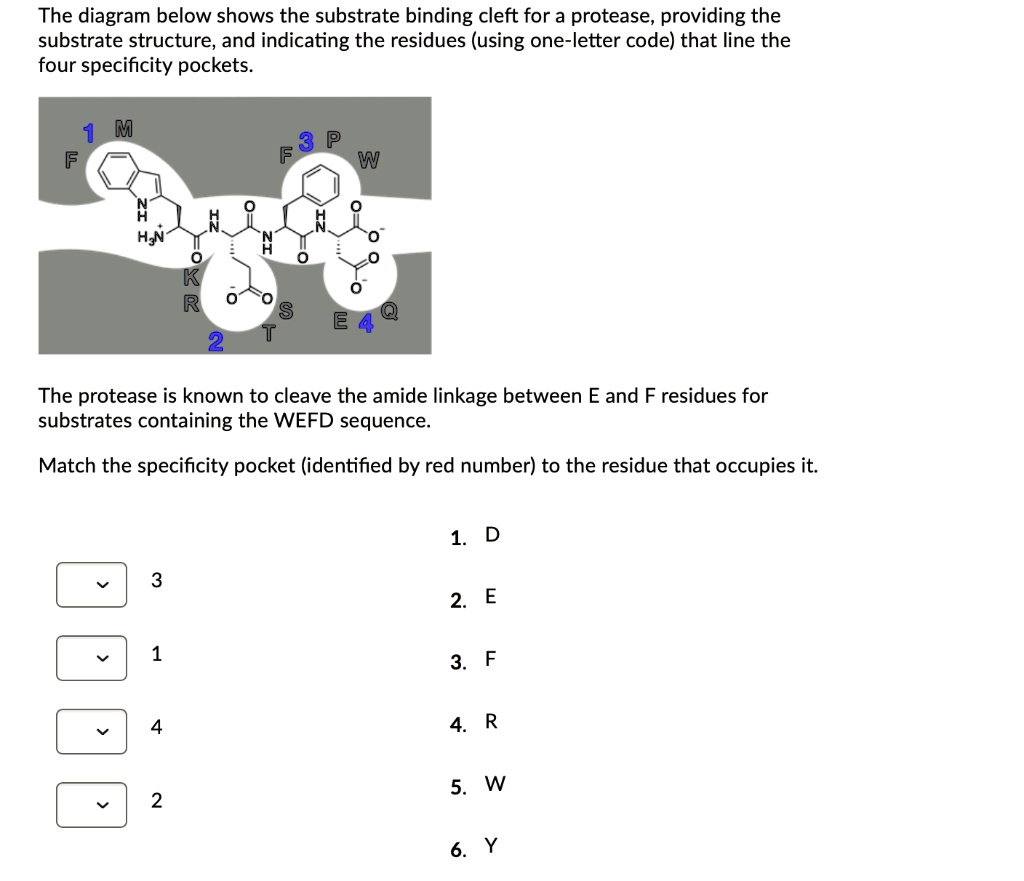 SOLVED: The diagram below shows the substrate binding cleft for a ...