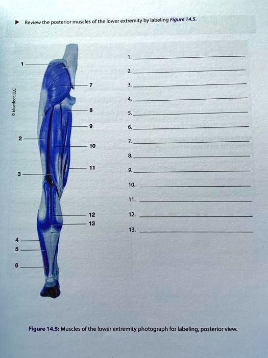 Review the posterior muscles of the lower extremity by labeling Figure ...