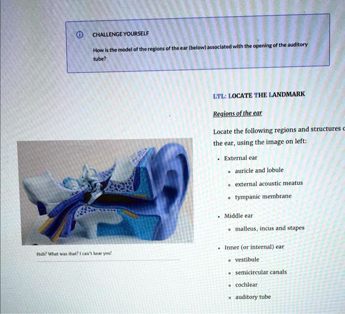 CHALLENGE YOURSELF How is the model of the regions of the ear (below ...