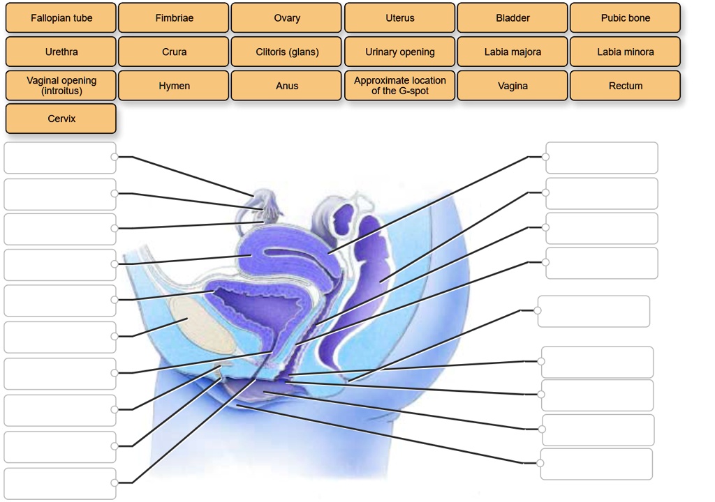 fallopian tube fimbriae ovary uterus bladder pubic bone urethra crura ...