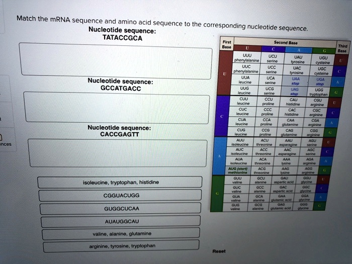 Match the mRNA sequence and amino acid sequence to the corresponding ...