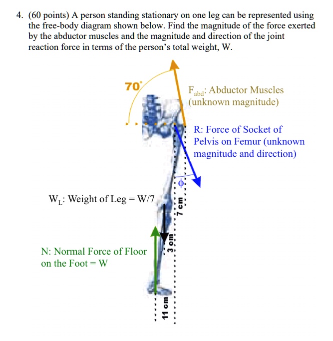 SOLVED: A person standing stationary on one leg can be represented ...