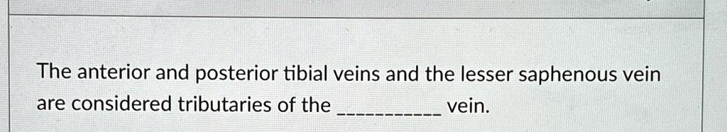 The anterior and posterior tibial veins and the lesser saphenous vein ...
