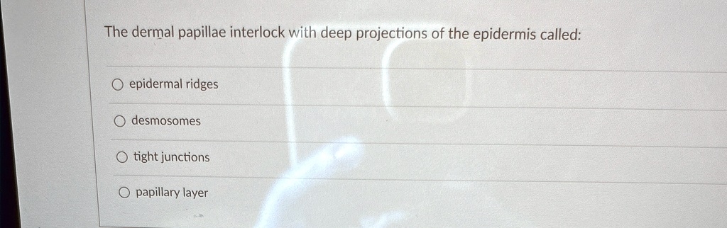 The dermal papillae interlock with deep projections of the epidermis ...