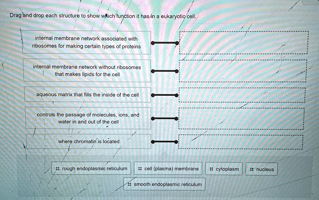drag and drop each structure to show which function it hasin a ...