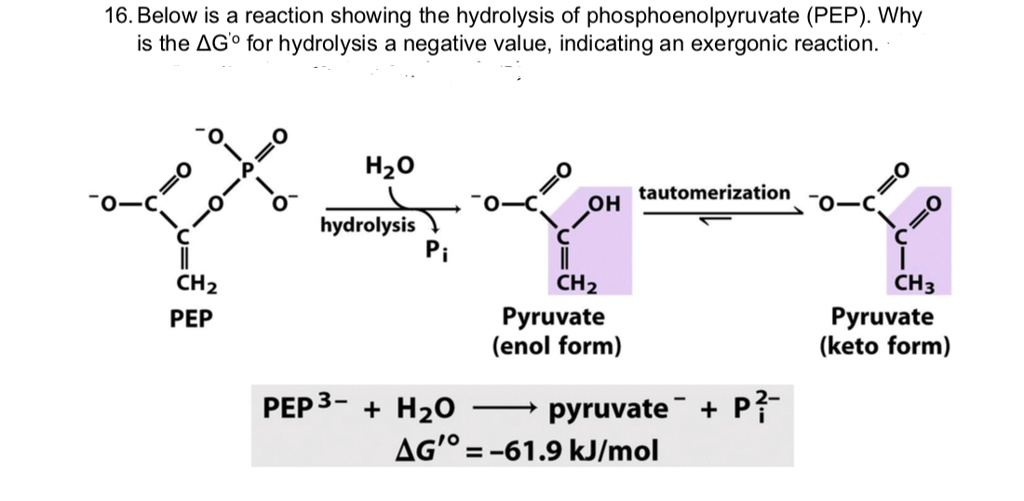 16. Below is a reaction showing the hydrolysis of phosphoenolpyruvate ...