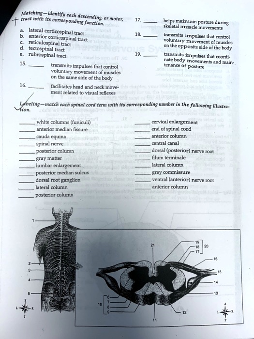 Matching—identify each descending, or motor, tract with its ...