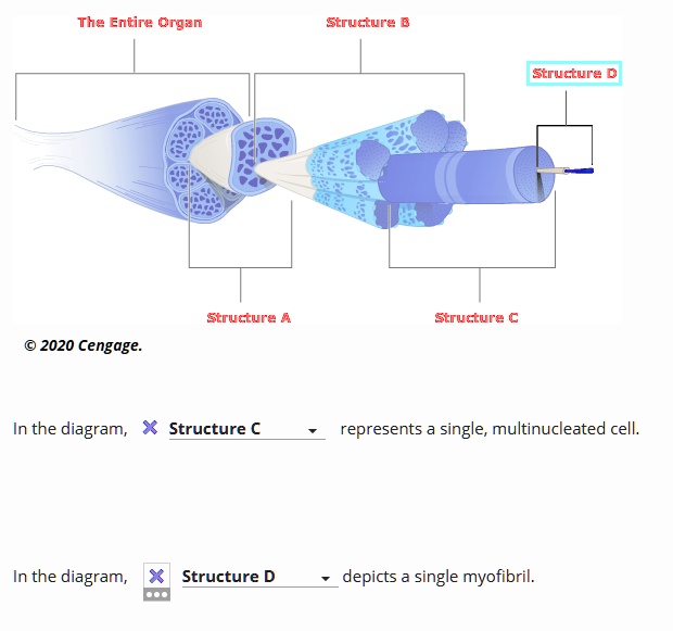 SOLVED: The Entire Organ Structure Structure Structure Structure C 2020 Cengage: In the diagram ...