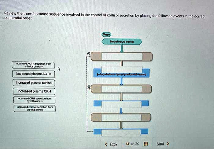 Review the three-hormone sequence involved in the control of cortisol secretion by placing the ...