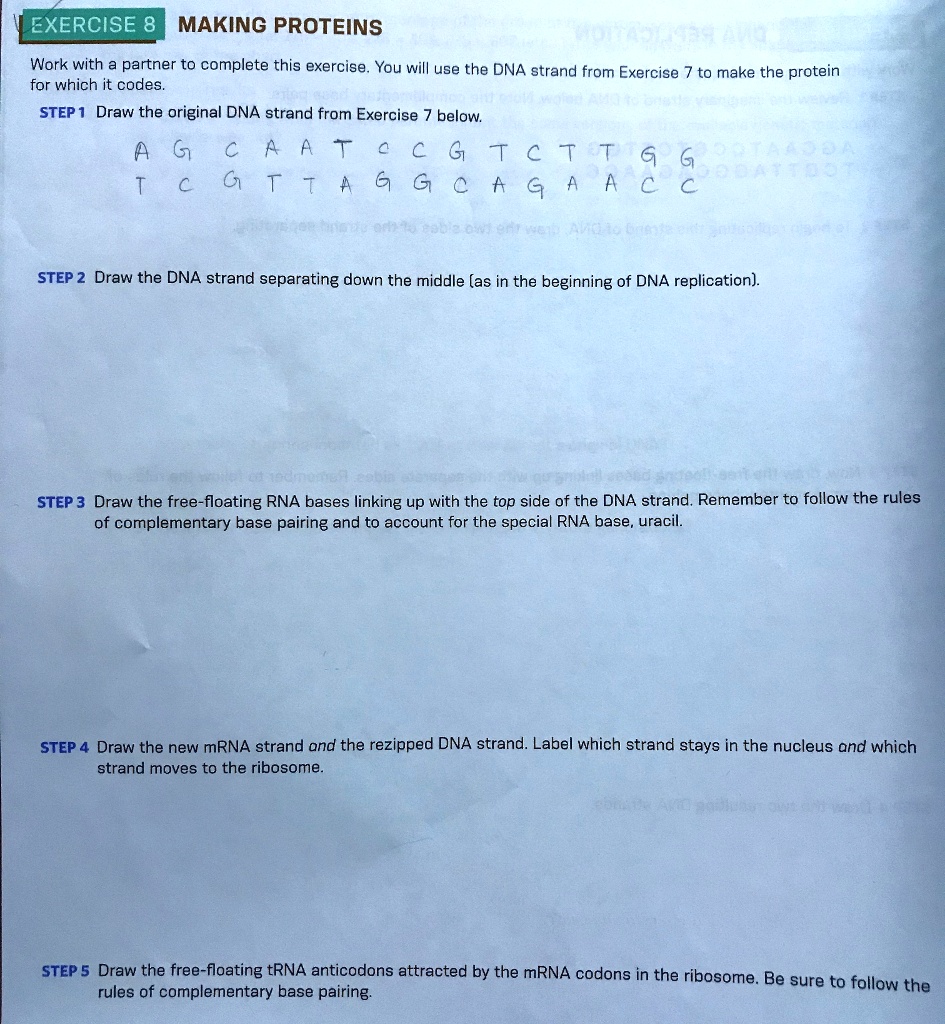 SOLVED: EXERCISE 8 MAKING PROTEINS Work with a partner to complete this ...