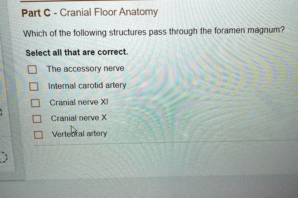 Part C - Cranial Floor Anatomy Which of the following structures pass ...