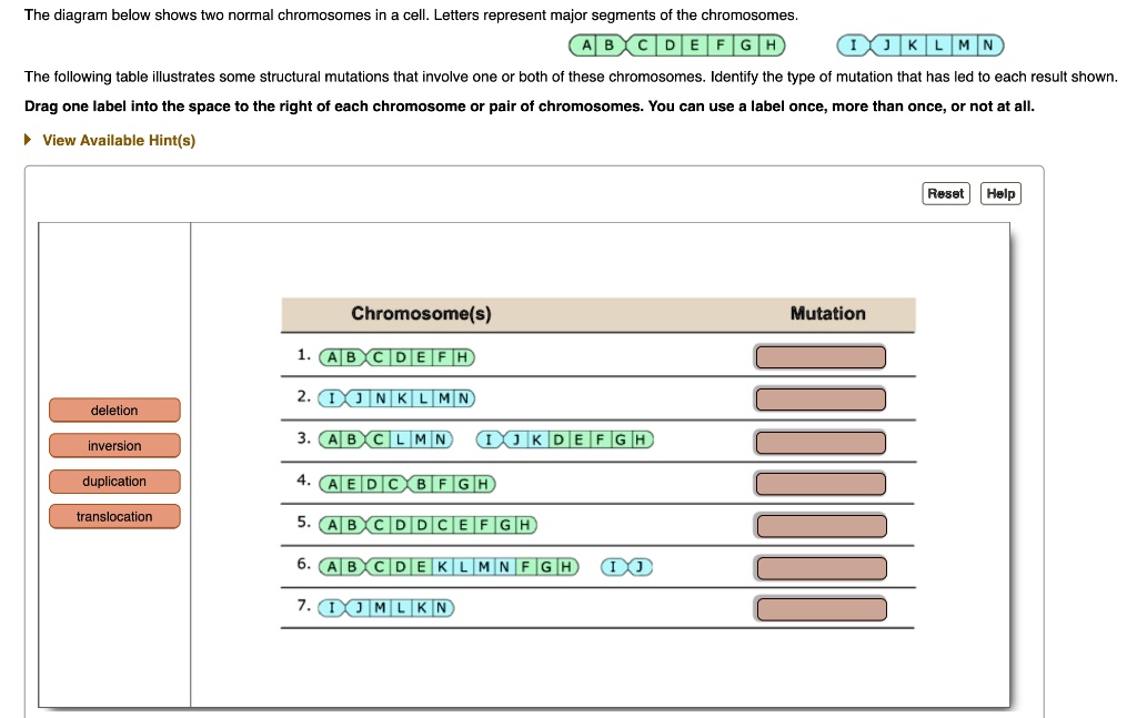 SOLVED: The diagram below shows two norma chromosomes in cell: Letters ... SOLVED: The diagram below shows two norma chromosomes in cell: Letters ...