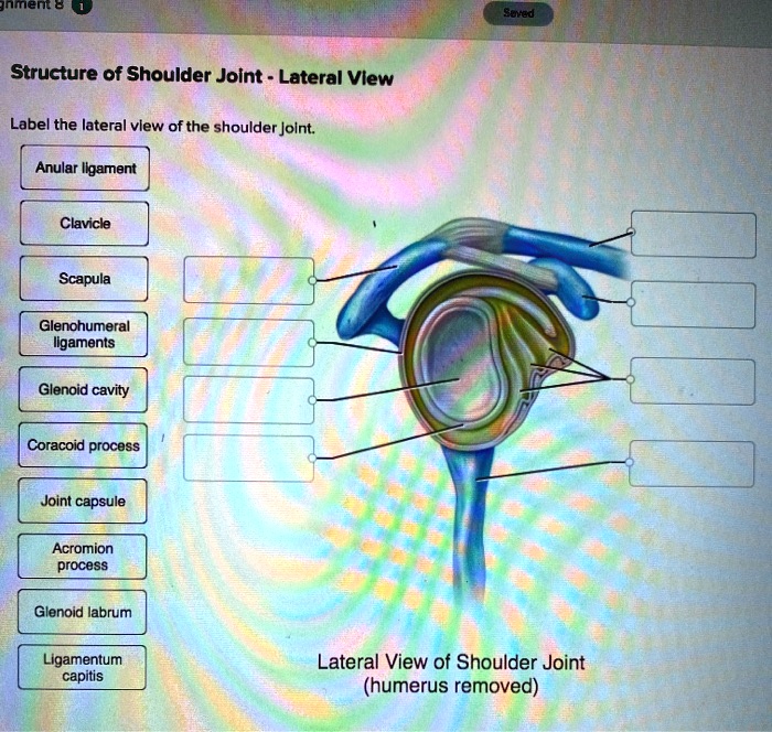 SOLVED: Text: Structure of Shoulder Joint - Lateral View Label the ...