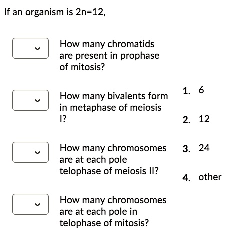 if an organism is 2n 12 how many chromatids are present in prophase of ...