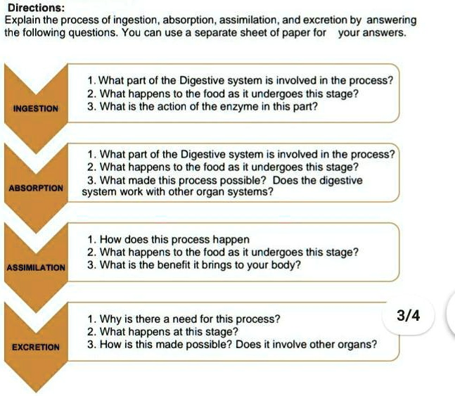 Directions: Explain the process of ingestion, absorption, assimilation ...