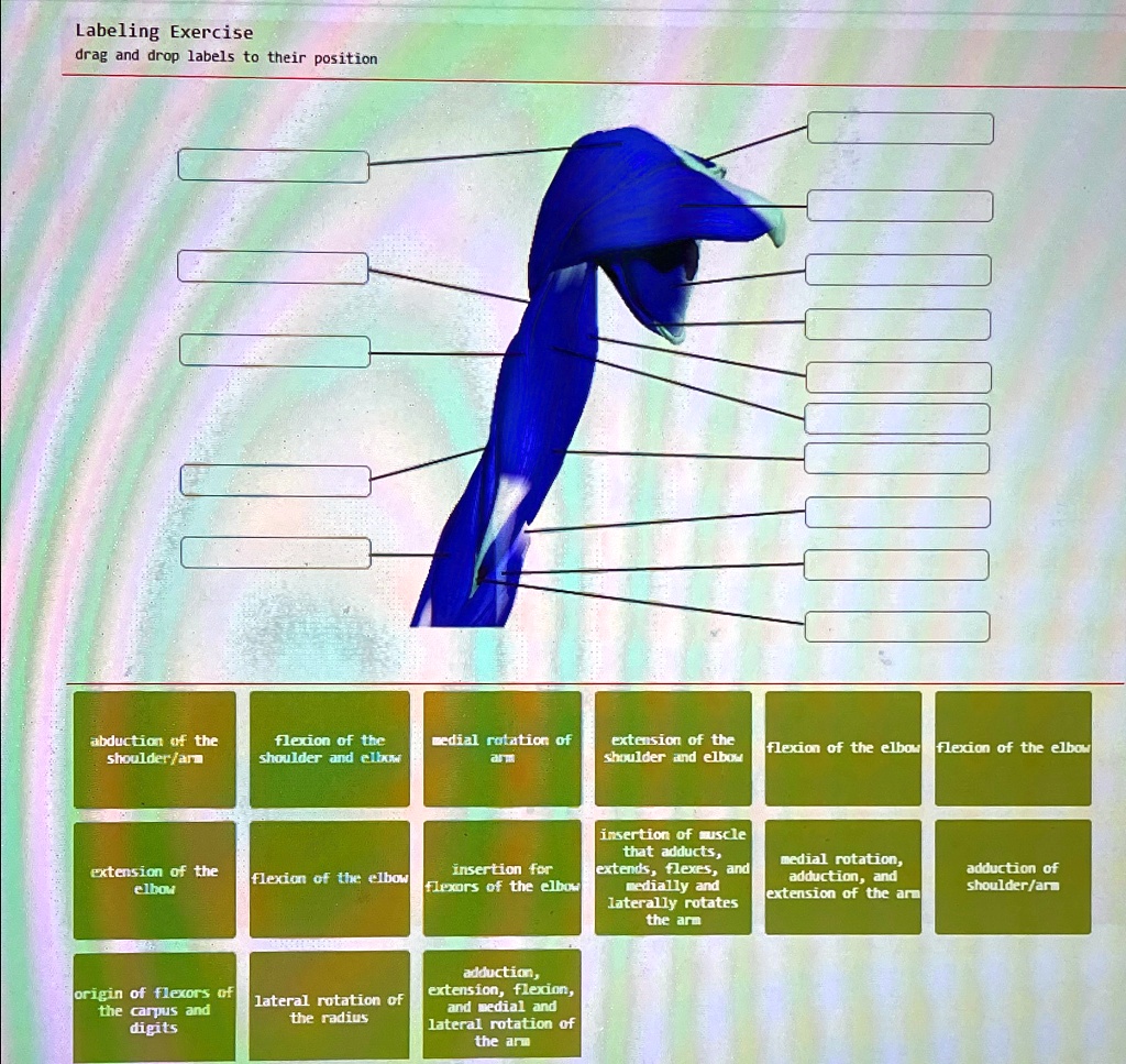 Labeling Exercise Drag and drop labels to their position. Please drag ...