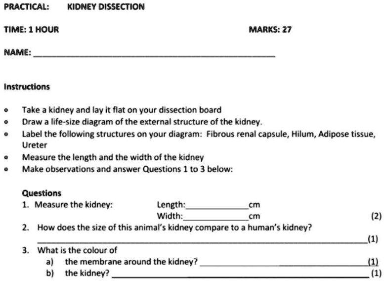 practical kidney dissection time 1 hour marks 27 name instructions take ...