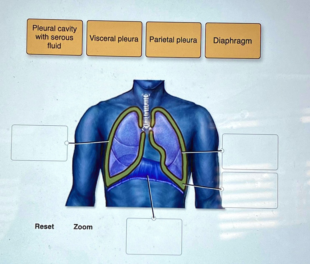 SOLVED: Pleural cavity with serous fluid Visceral pleura Parietal pleura Diaphragm Reset Zoom ...
