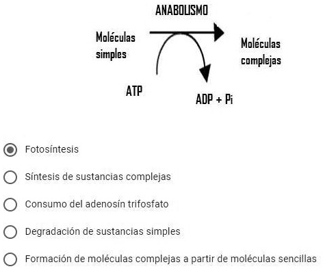 SOLVED: No guarda relación con el siguiente esquema ANABDLSMO Moléculas ...