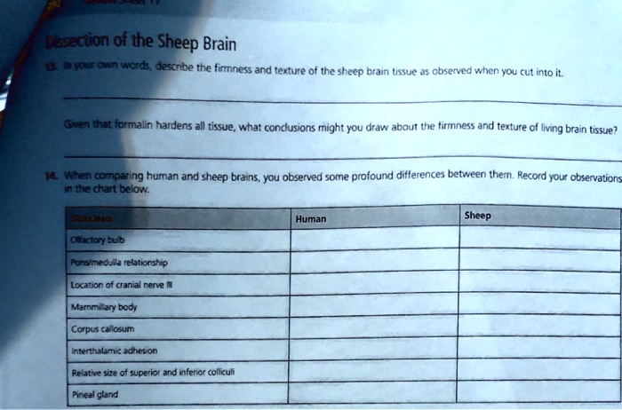 desection of the sheep brain in the chart below human sheep olfactory ...