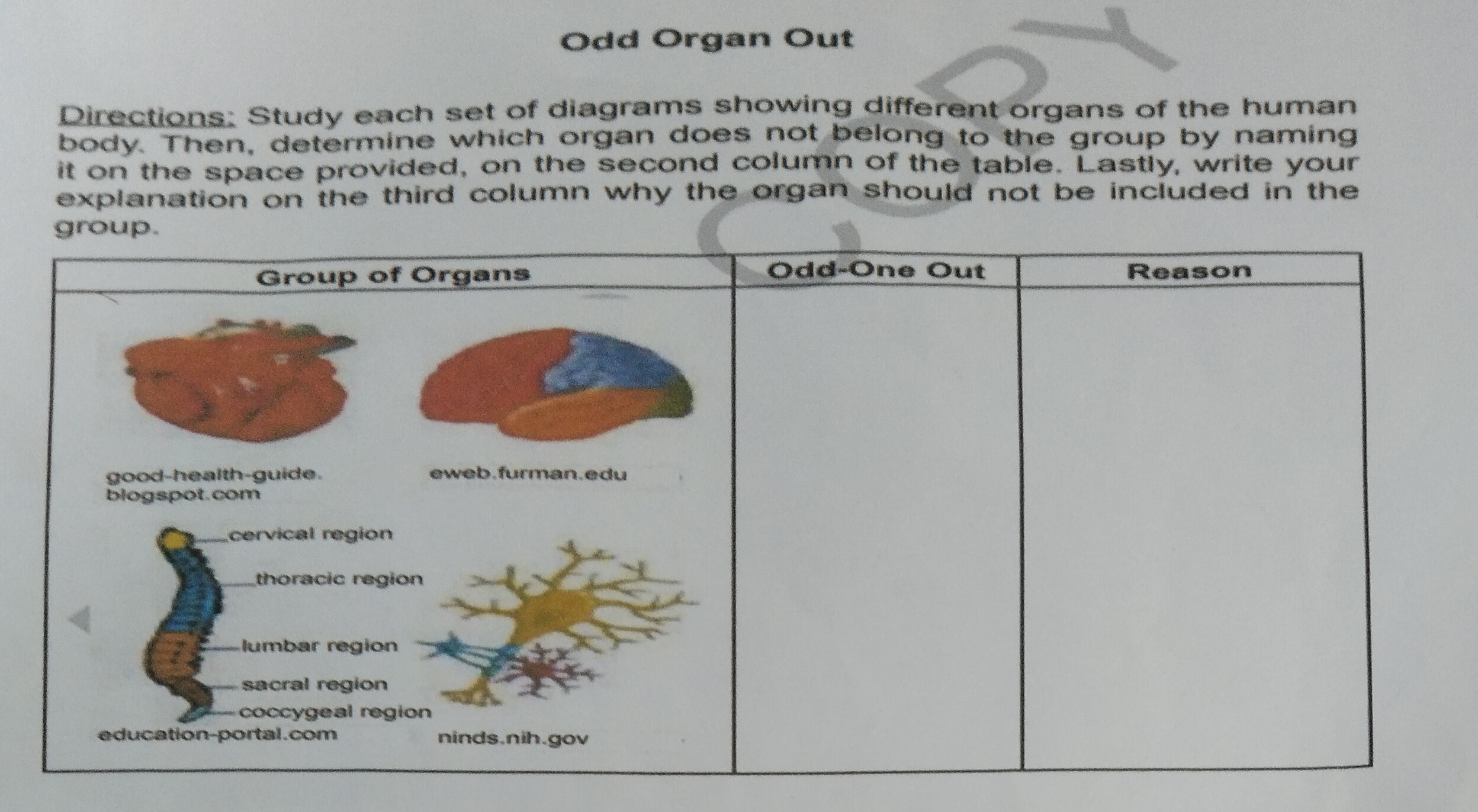 SOLVED: Odd Organ Out Directions: Study each set of diagrams showing ...