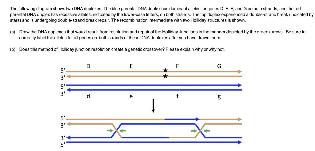 The following diagram shows two DNA duplexes. The blue parental DNA ...