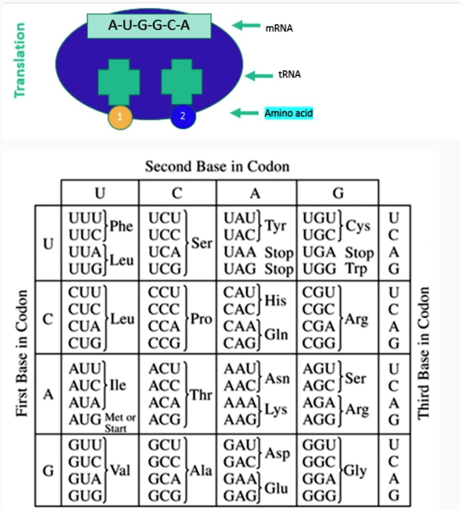 using the chart translate the mrna into amino acids amino acids ...