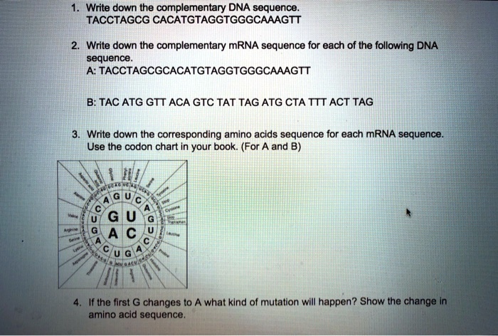 SOLVED: Write down the complementary DNA sequence ... SOLVED: Write down the complementary DNA sequence ...